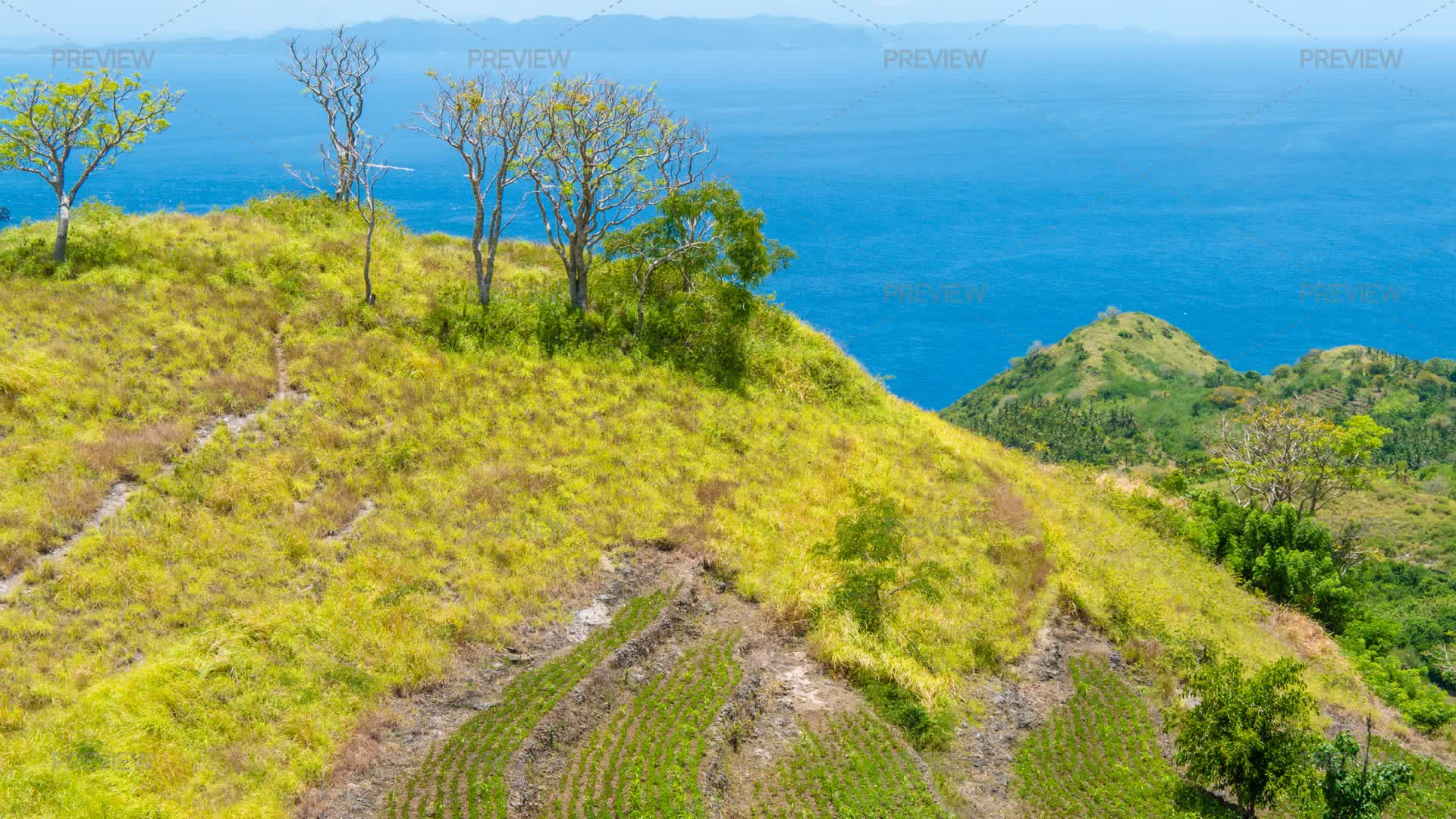 Grassy Hilltop Overlooking The Ocean Sparse Trees And A View Of